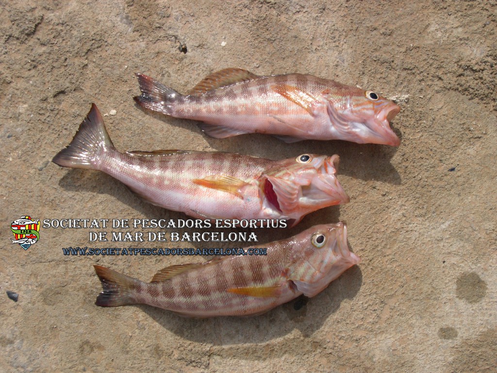 La cabrilla (Serranus cabrilla) – societat pescadors barcelona