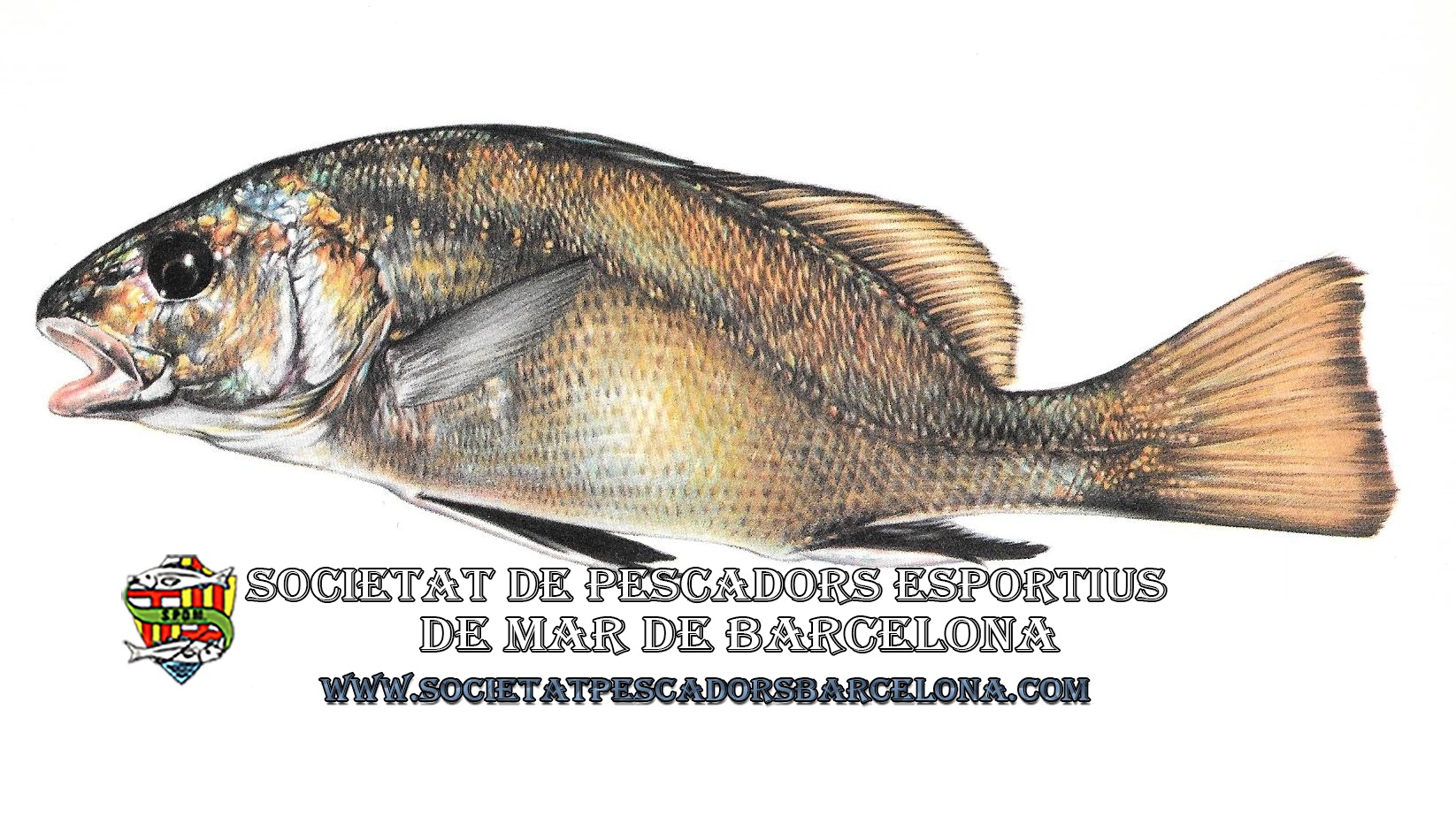 La família de los sciaénidos (corvina, corva y verrugato) – societat ...