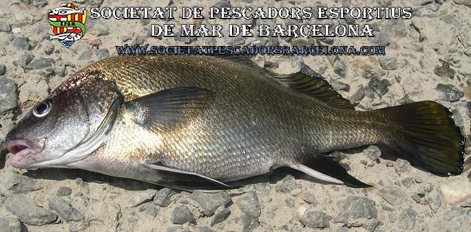 La família de los sciaénidos (corvina, corva y verrugato) – societat ...